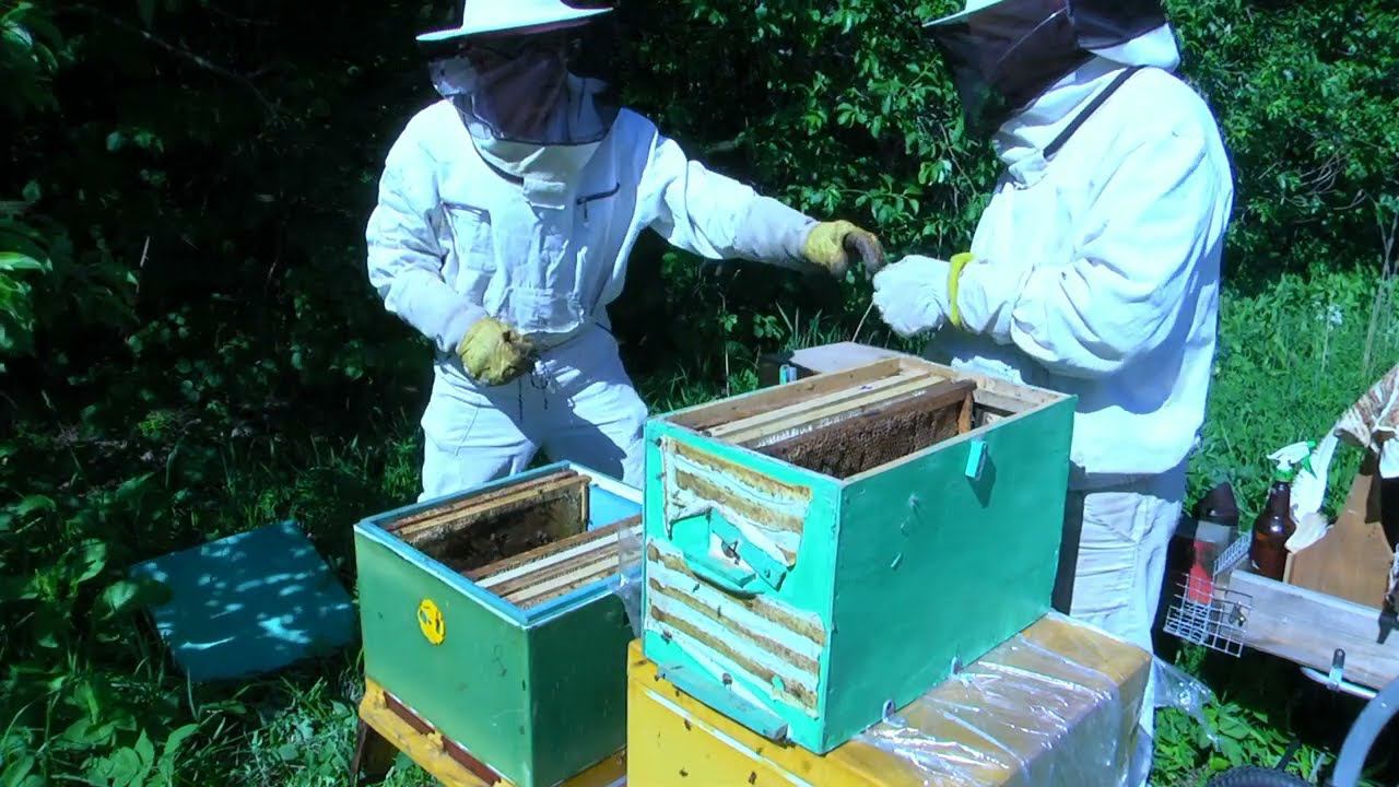 Второй рой 2023 Сергея. Пересадка в улей. Пчеловодство.