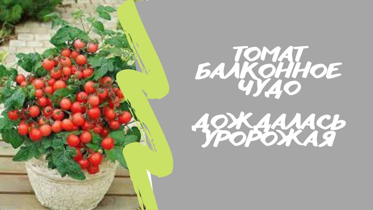 Томат? Балконное чудо. Дождалась урожая.