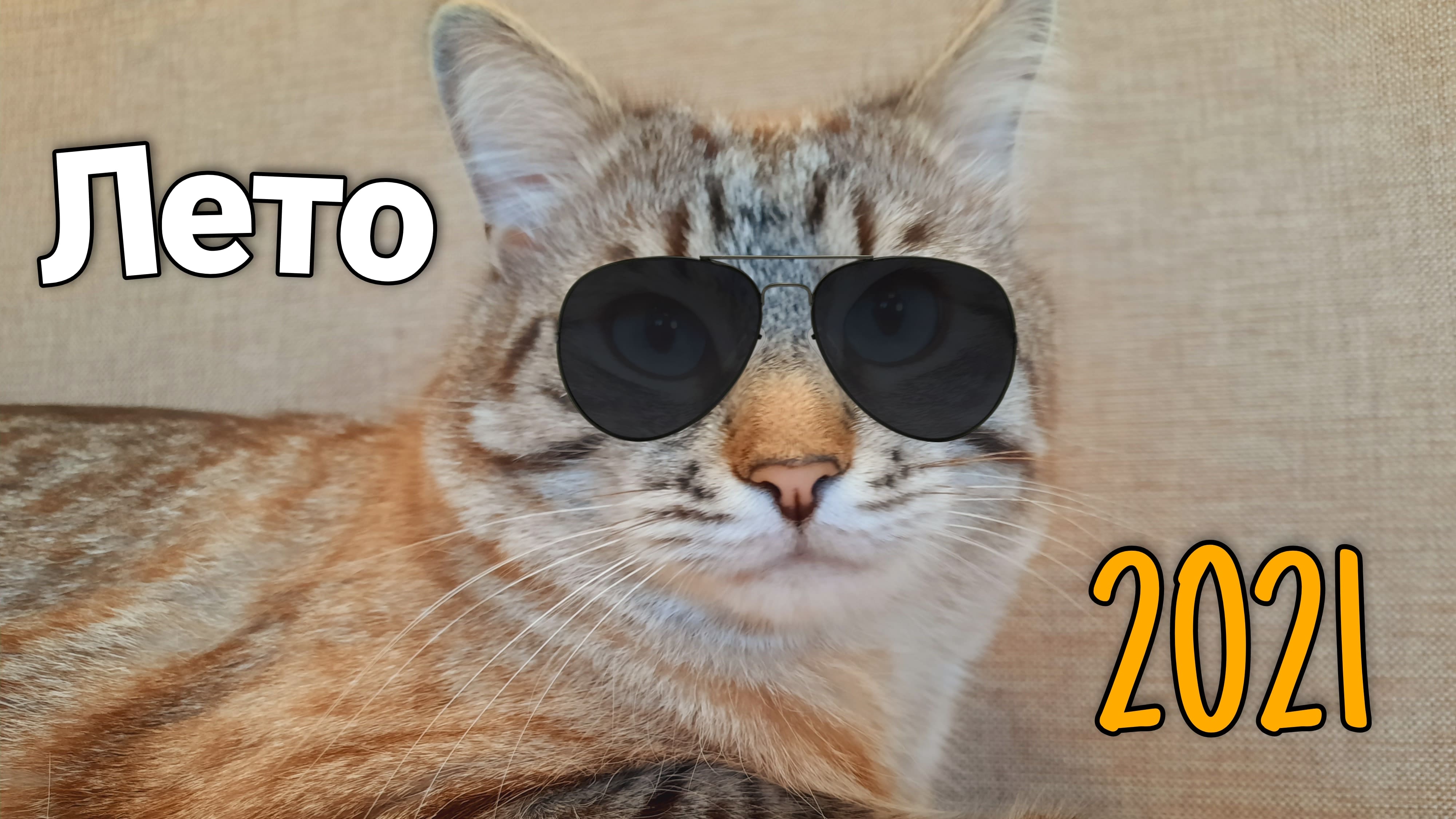 Кот спасается от жары под вентилятором #shorts