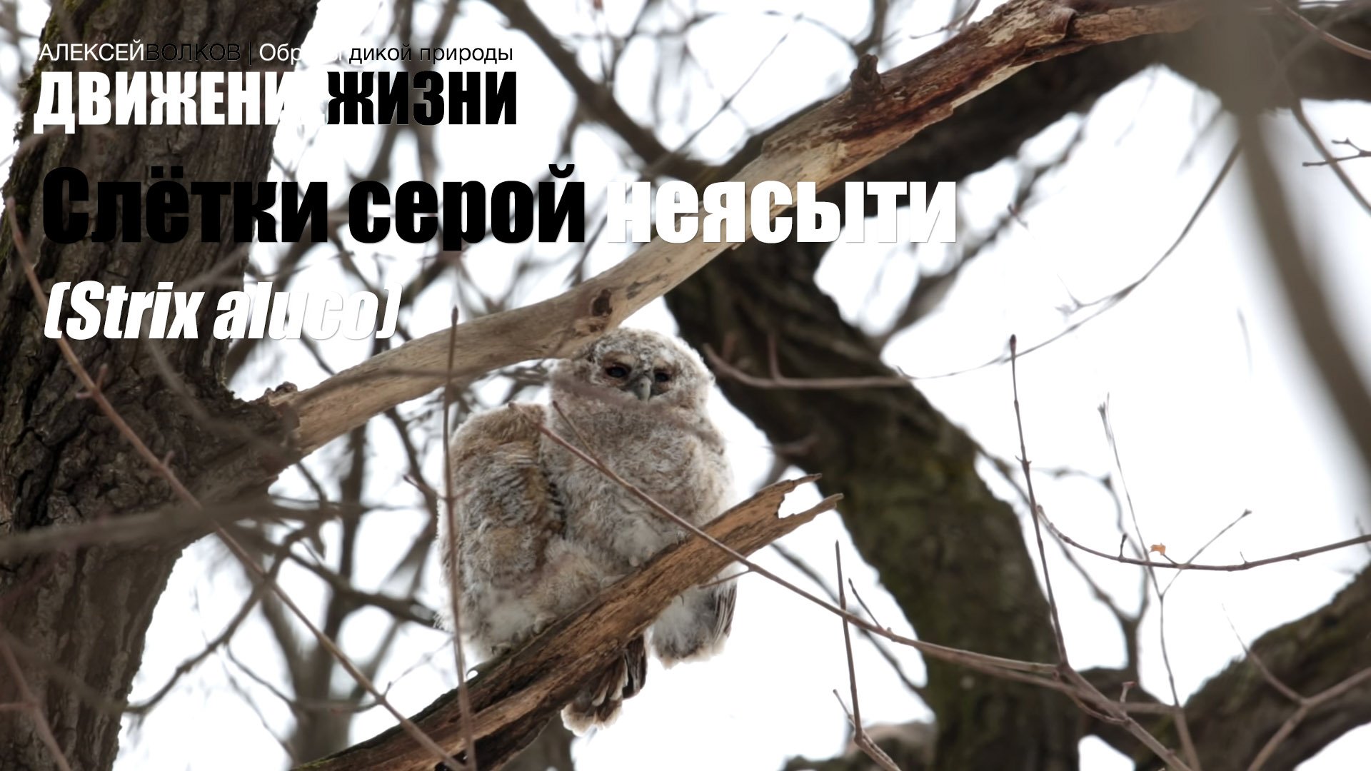 Серая неясыть (Strix aluco)