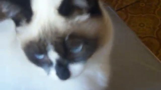 Несколько минут из жизни кота Чандра// few minutes from the life of the cat Chandra