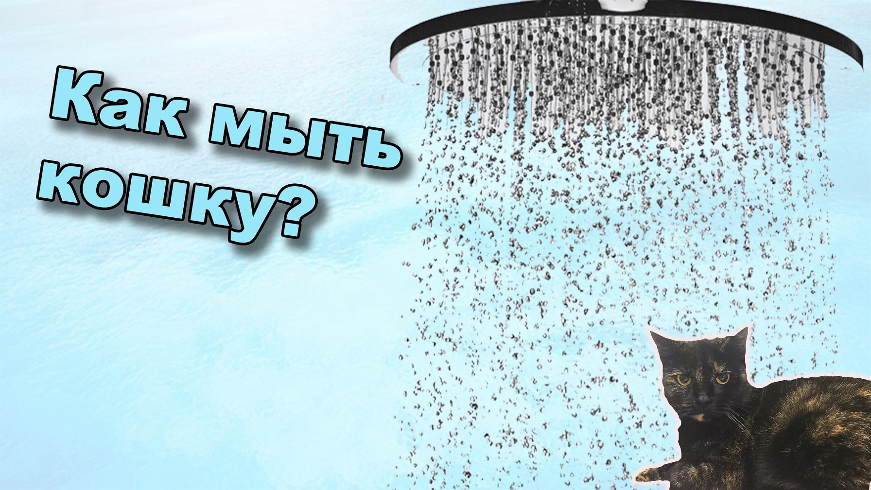 Как мыть кошку в ванной?