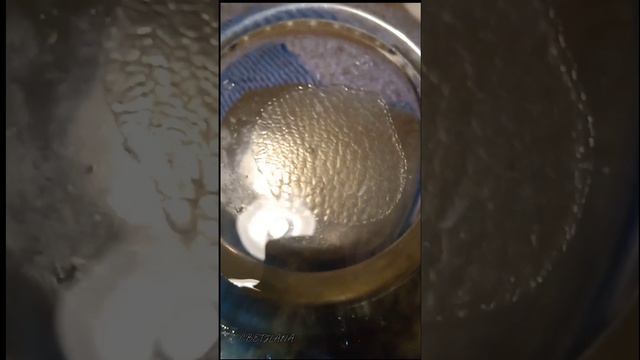 ... ПАМЯТЬ МЁДА.Юмор. Пародия на хитрый/лукавый пиар -ход некоторых недобросовестных продавцов мёда.