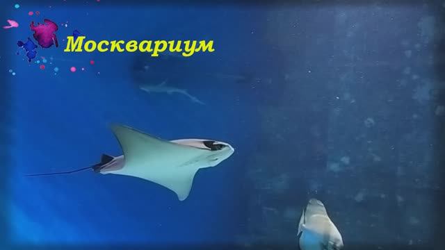 Москвариум видеомонтаж на заказ портфолио