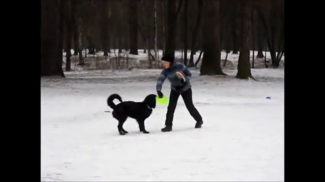 Фризби Вебстайл 2014 Мария и метис Ангелина.mp4