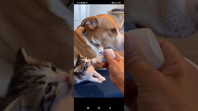 Любопытные котята.  #сказка #прикол #приколы #юмор #cat #коты #кошки #umor #животные #dog