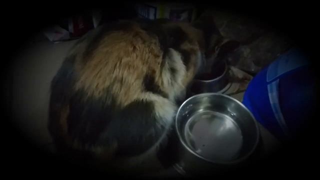 Кошка Милания, потерявшаяся год назад, вернулась домой на Хэллоуин!