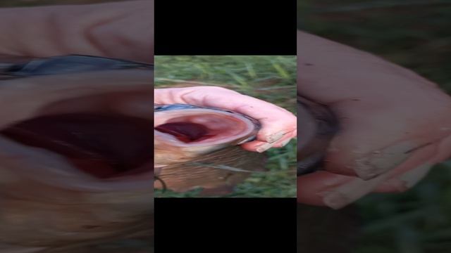 Рыбалка 6 июня, ловим огромного карася