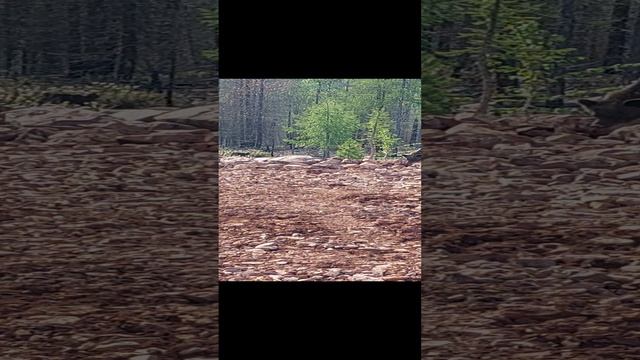 БЕЗСТРАШНЫЙ МЕДВЕДЬ - FEARLESS BEAR ⚠️