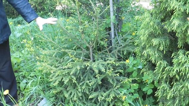 Хвойные растения Экопарка «ТАУ»