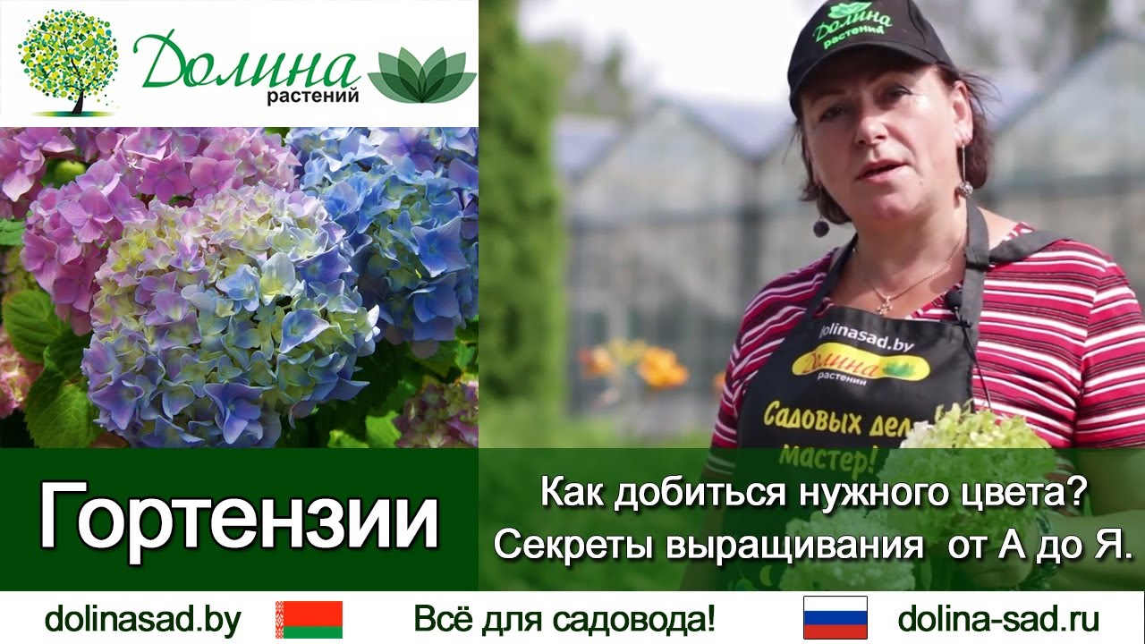 Как добиться нужного оттенка ГОРТЕНЗИИ крупнолистной. Какая почва и уход нужны?