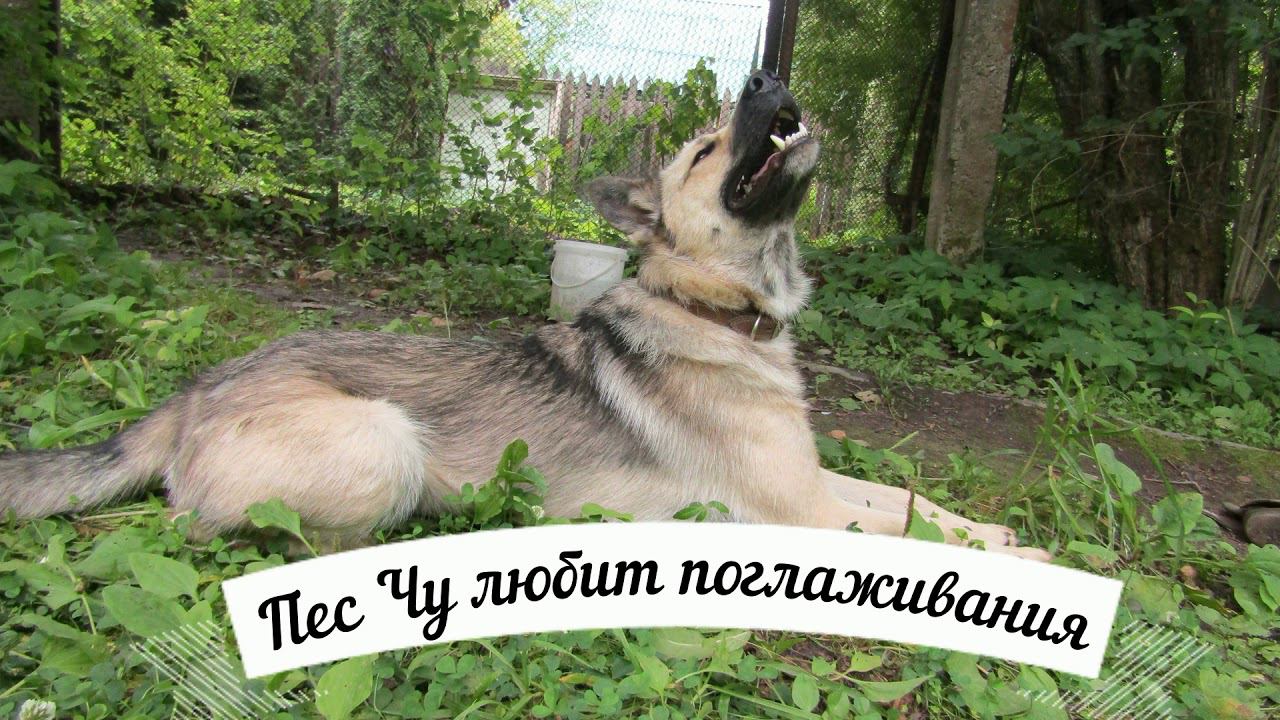 Пес Чу ищет хозяина - знает поводок, любит погладиться