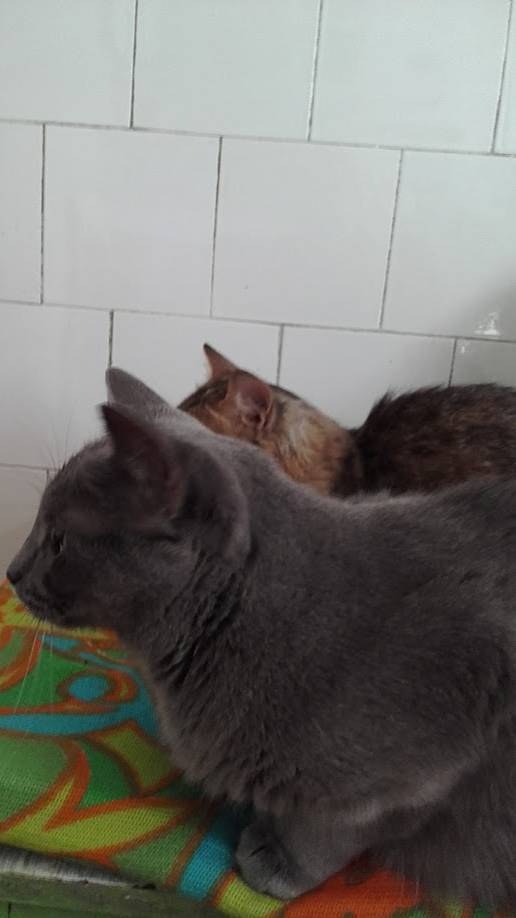 Ловкость лап...