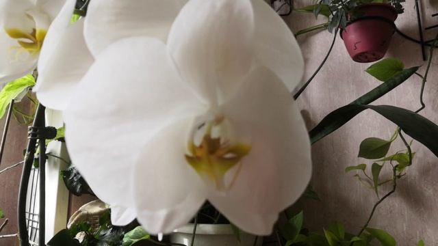 Орхидея белая