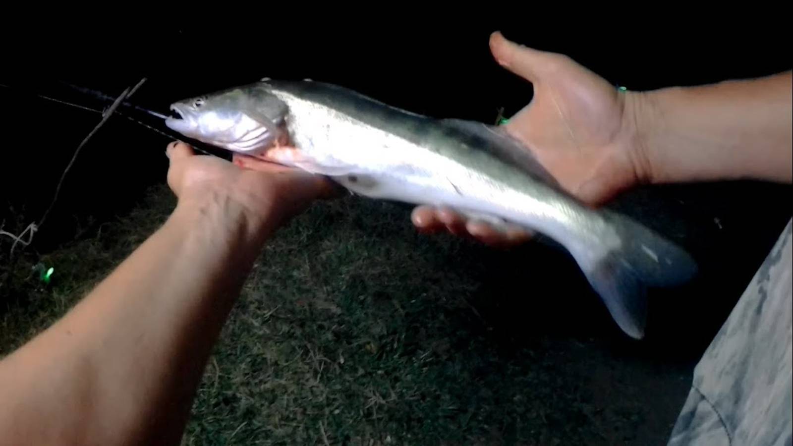 РЫБАЛКА НА НОЧНОГО ХИЩНИКА. Вечерняя рыбалка на СУДАКА