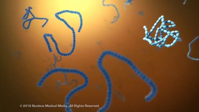 Анимация клеточных структур. Строение клеток прокариот и эукариот.