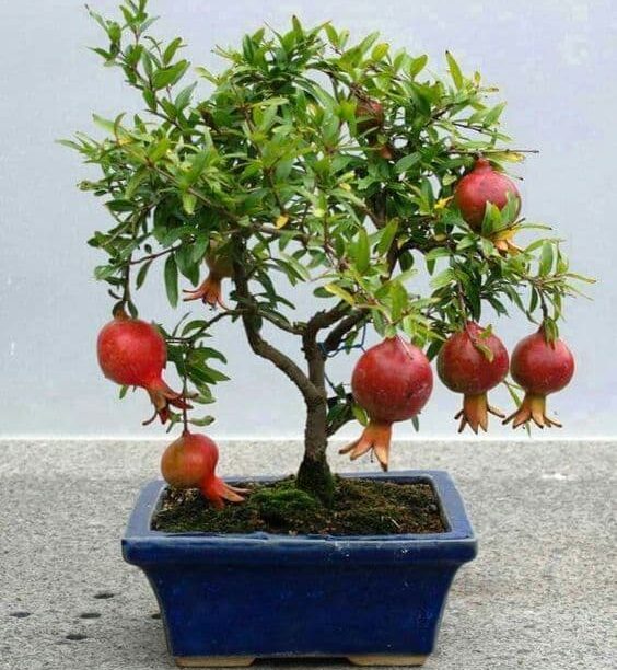 Гранат.Карликовый гранат.Гранат в горшке.Экзотика.Экзотические растения.Фрукт.Плодовые. Startup41