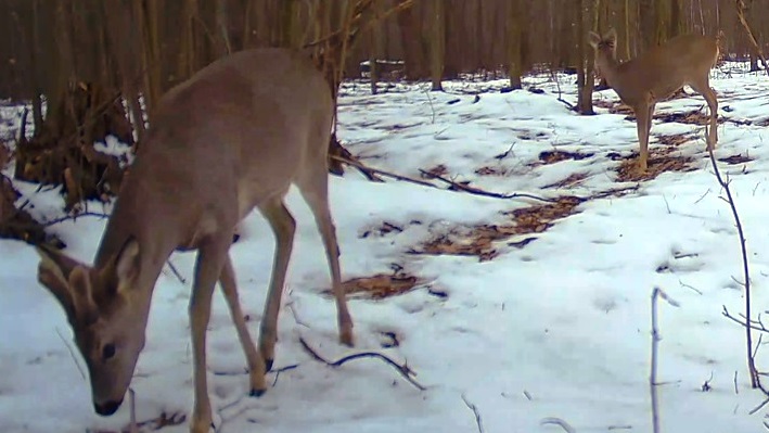 Косули зимой. 4К