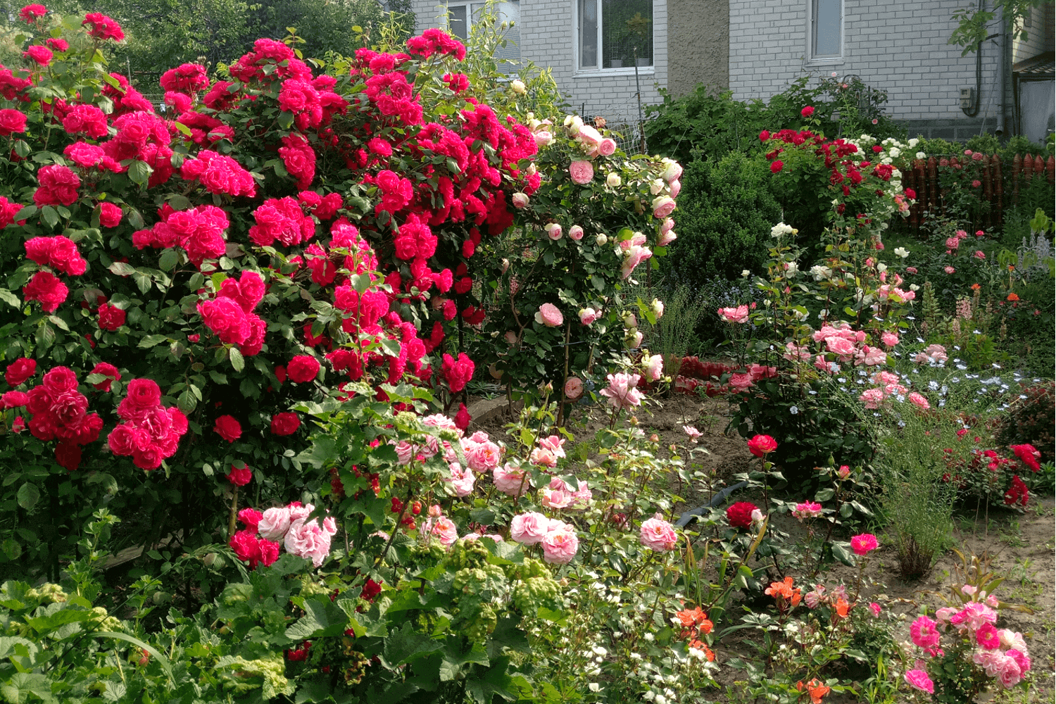 Розы корнесобственные и привитые. Отличия