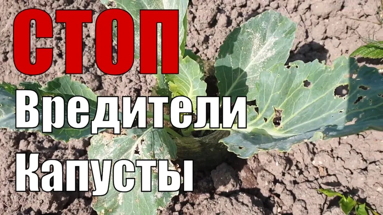 Лучшее средство от крестоцветной блошки на КАПУСТЕ. Результат показываю!!
