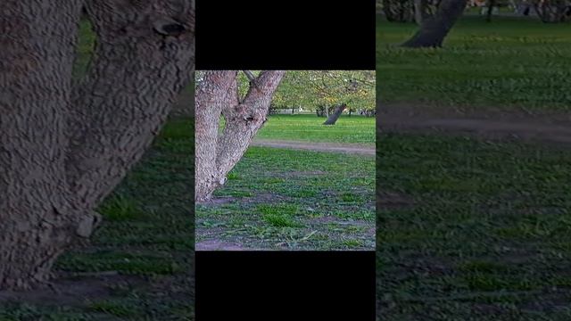 Парк на Крестовском острове , Диво остров