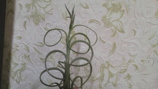 Тилландсия Интермедиа