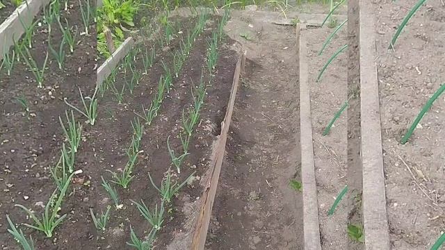 Грядки под окном