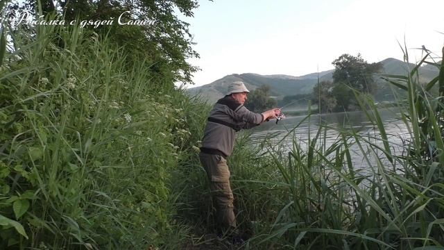 Отправились половить сазана, но большие окуни утащили мой любимый воблер