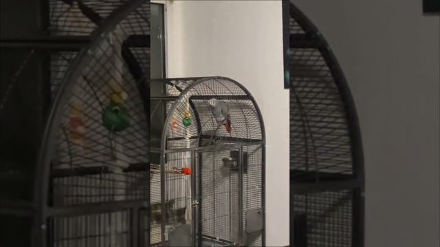 Что не смог батя, осилил сын! Краснохвостый попугай (жако) дома