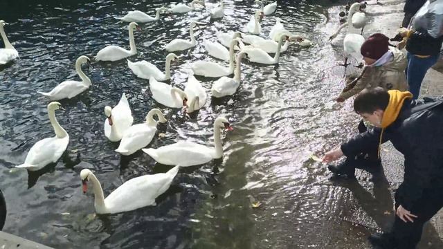 Они стали неотъе́млемой частью города или живая достопримечательность Балтийска.