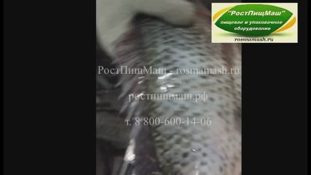 Машина чистки чешуи TZ-60 от РостПищМаш