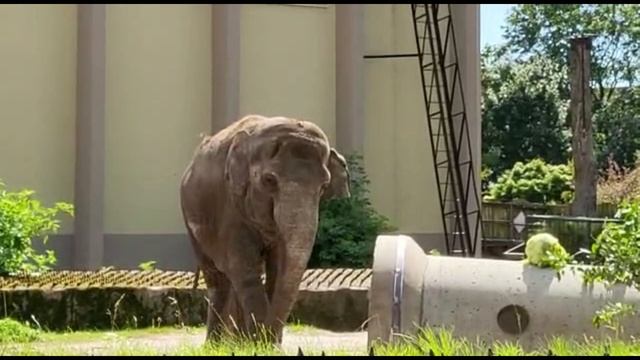 Зоопарк.  Третий по величине  в России. г.Калининград