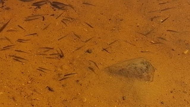 Молодь плотвы