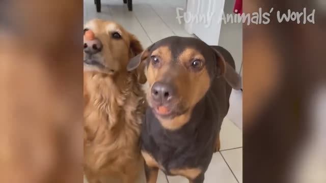 Самые смешные видео с собаками и кошками ? - Лучшие смешные видео с Животными 2023 ? #6.