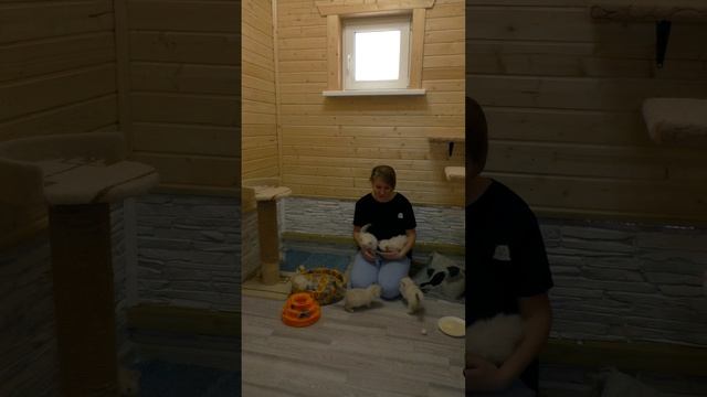 Помет "J" 9 недель / представляю Помет "L"/ питомник "Маскарадный вальс"