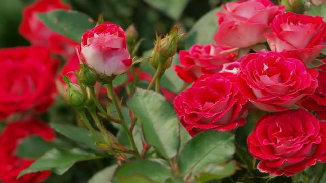 Ғазалиёти Ҷунайдуллоҳи Ҳозиқ. Дар қироати Бурҳон Раҳмонов ва Наима Қаҳҳорова