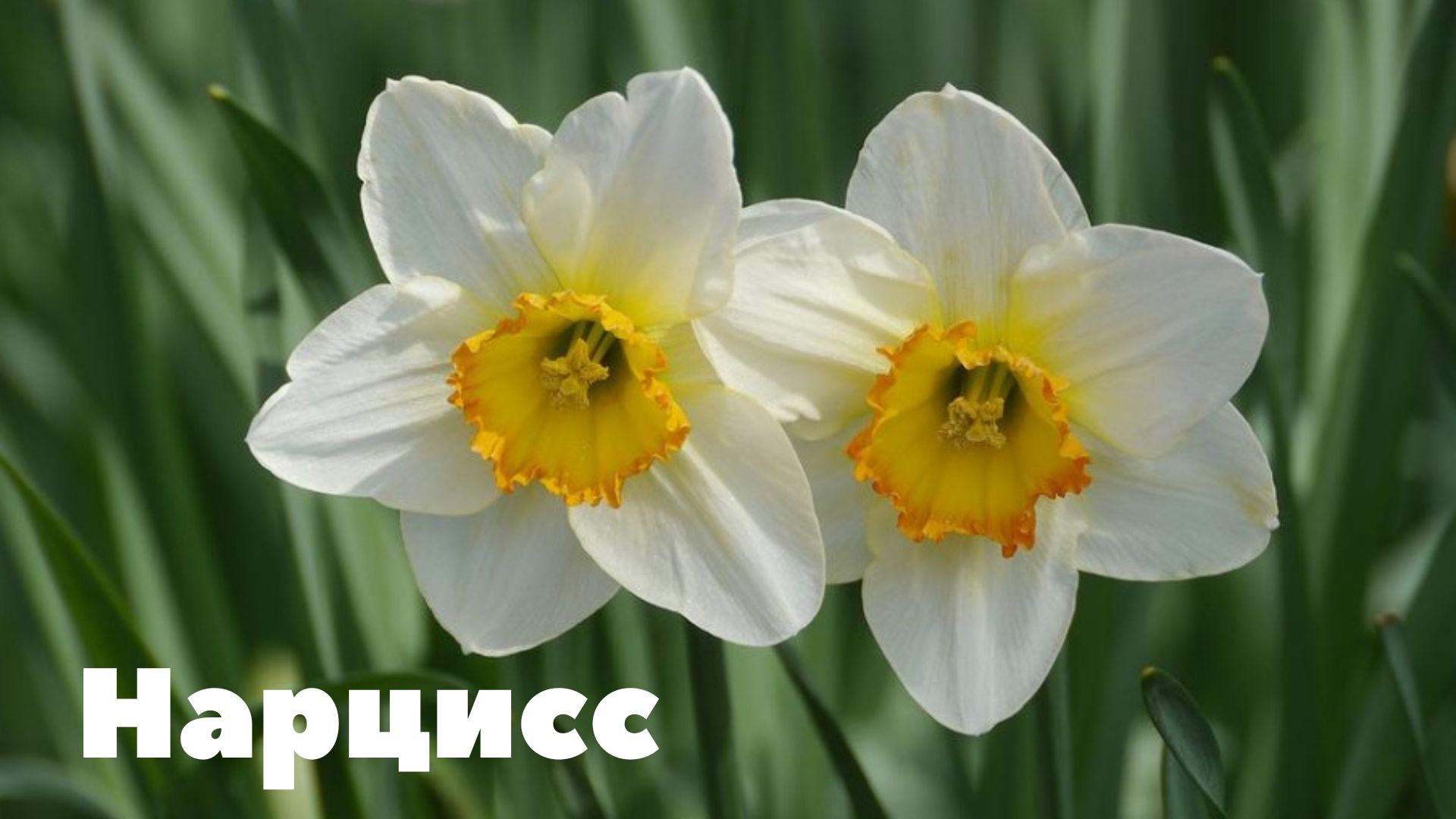 Нарцисс. Один из самых ранних цветов, которые расцветают с наступлением весны.