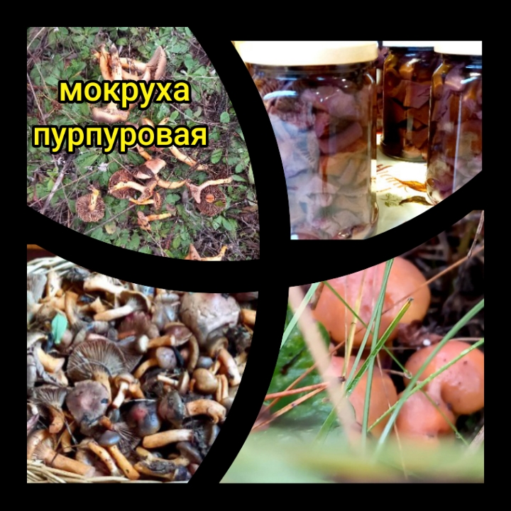 ‼️?САМЫЙ ВКУСНЫЙ СПОСОБ МАРИНОВАНИЯ ГРИБОВ?❗? МАРИНУЮ МОКРУХУ ПУРПУРОВУЮ?‼️