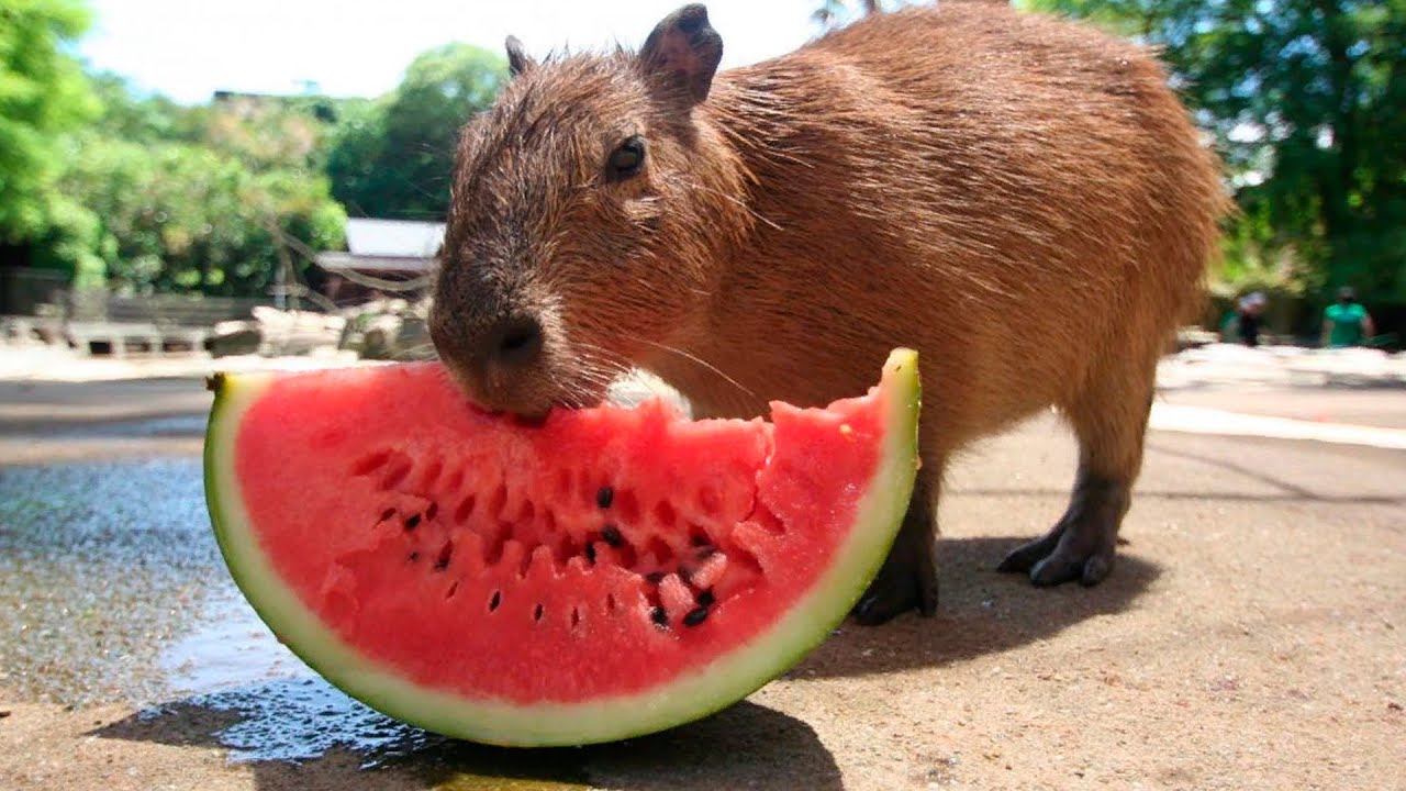 Капибары, самые крупные грызуны. парк миниатюр.