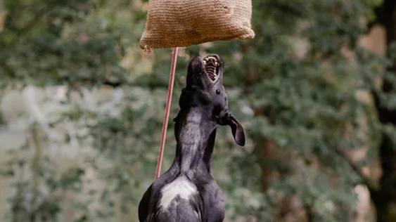 Питбуль Шакира на соревнованиях по пит-стафф многоборью Bull Games 16.09.24