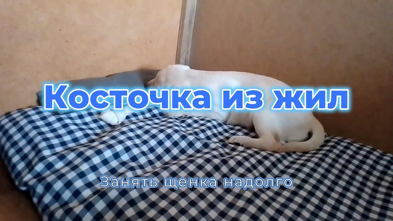 Косточка из жил  Занять щенка надолго