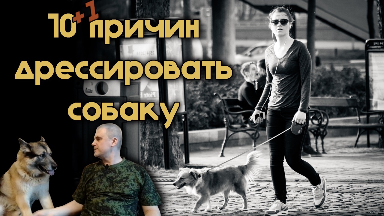 10 и 1 причин дрессировать собаку / Кинология / Дрессировка
