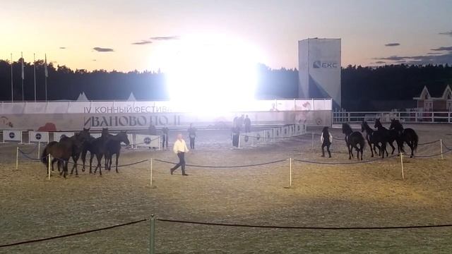 Кремлевская школа верховой езды - лошади на свободе