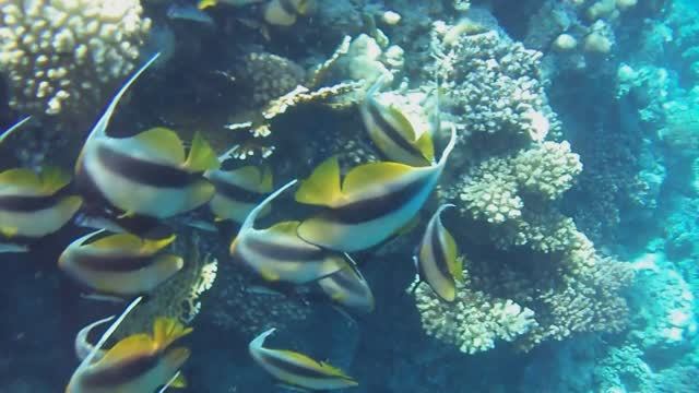 ПОДВОДНЫЙ МИР КРАСНОГО МОРЯ. РЫБКИ и КОРАЛЛЫ. БУХТА  РАС-УМ-ЭЛЬ-СИД. ШАРМ-ЭЛЬ-ШЕЙХ. ЕГИПЕТ.