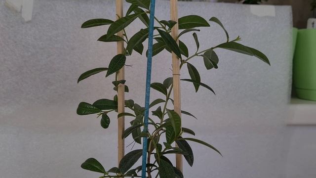 Евгения миртолисная  5