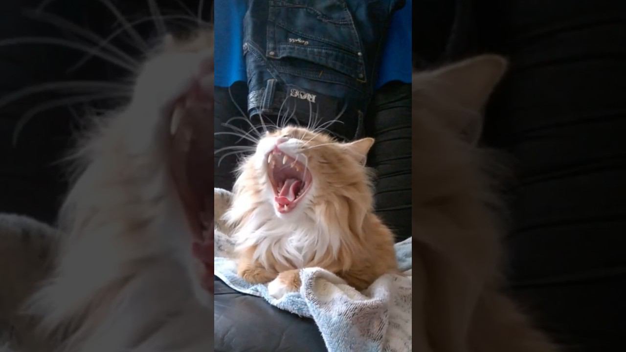 Хочется зевнуть? 😇 #котики #зевота #животные