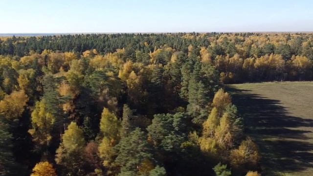 Над лесом.mp4