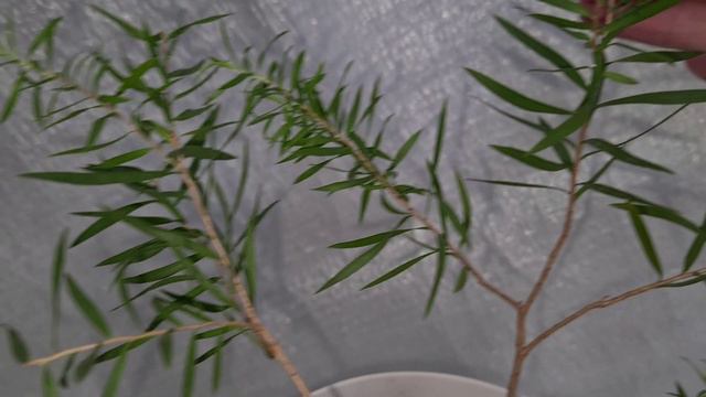 Мелалеука СП 11 новый