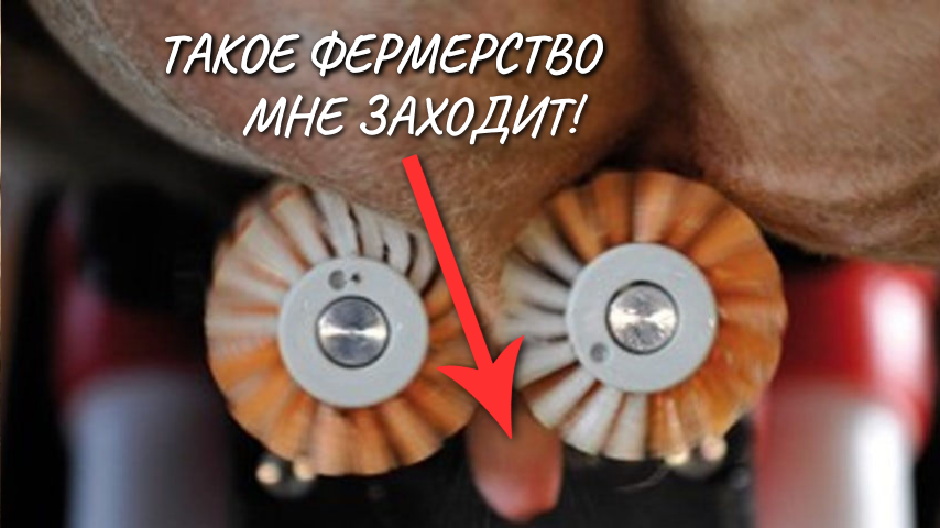 Фермерство: новые технологии с  заботой о КРС и МРС