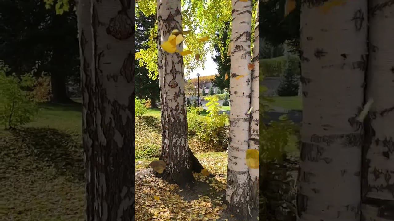 Чудесная осень в санатории "Алтай-West"